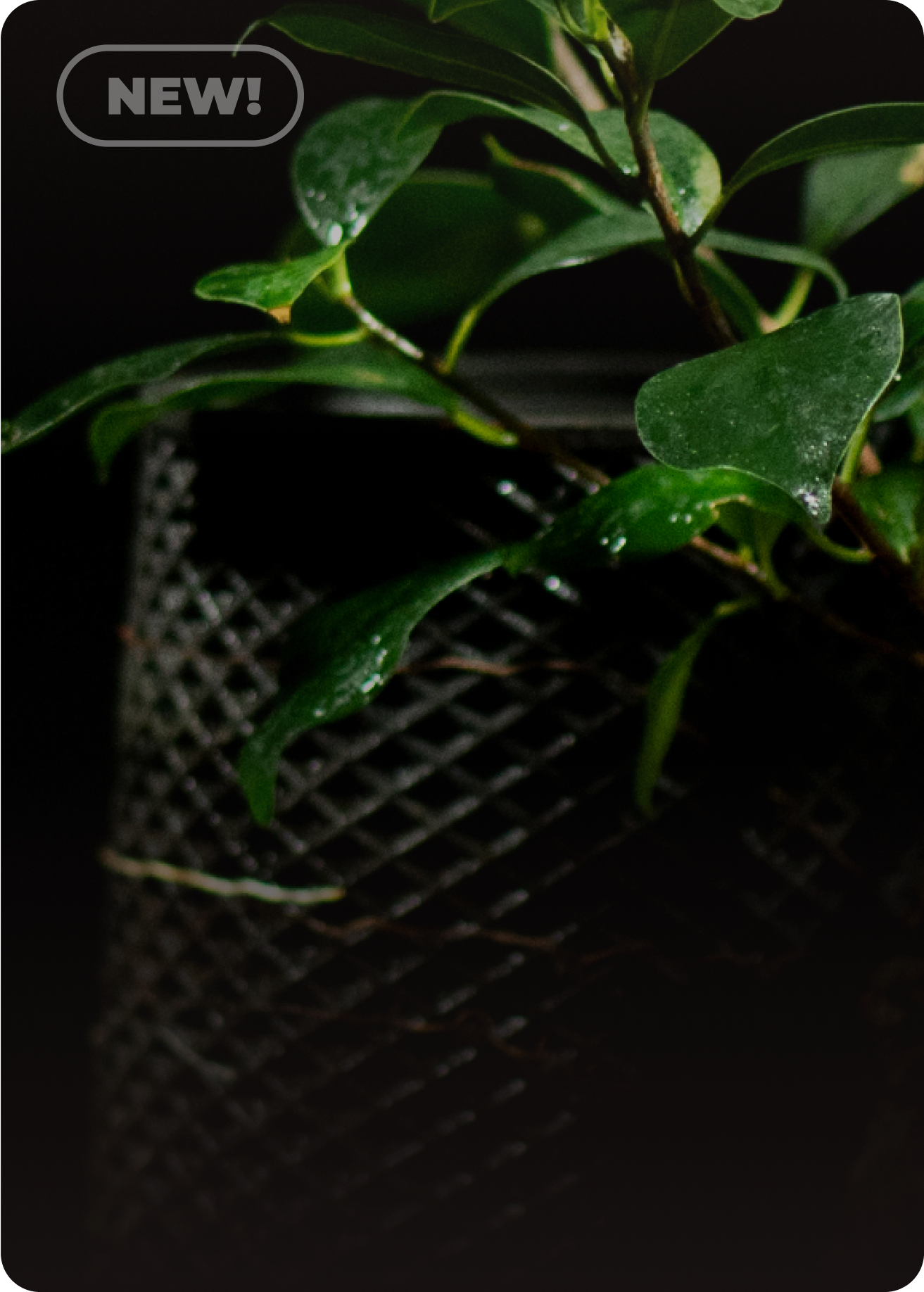 tevaplanter - visibly follow the journey from seed to plant