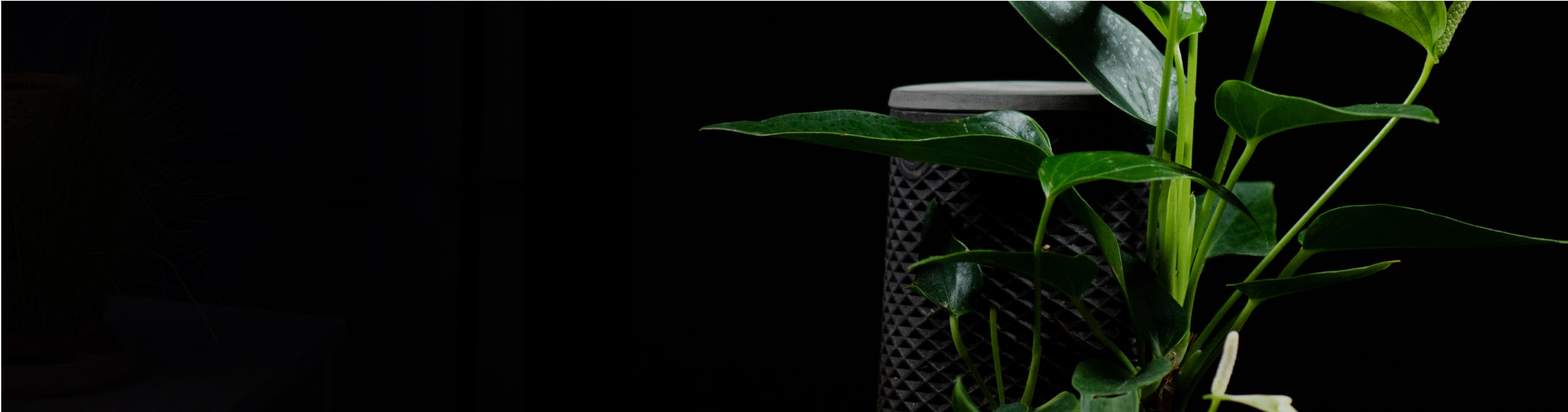 tevaplanter - visibly follow the journey from seed to plant
