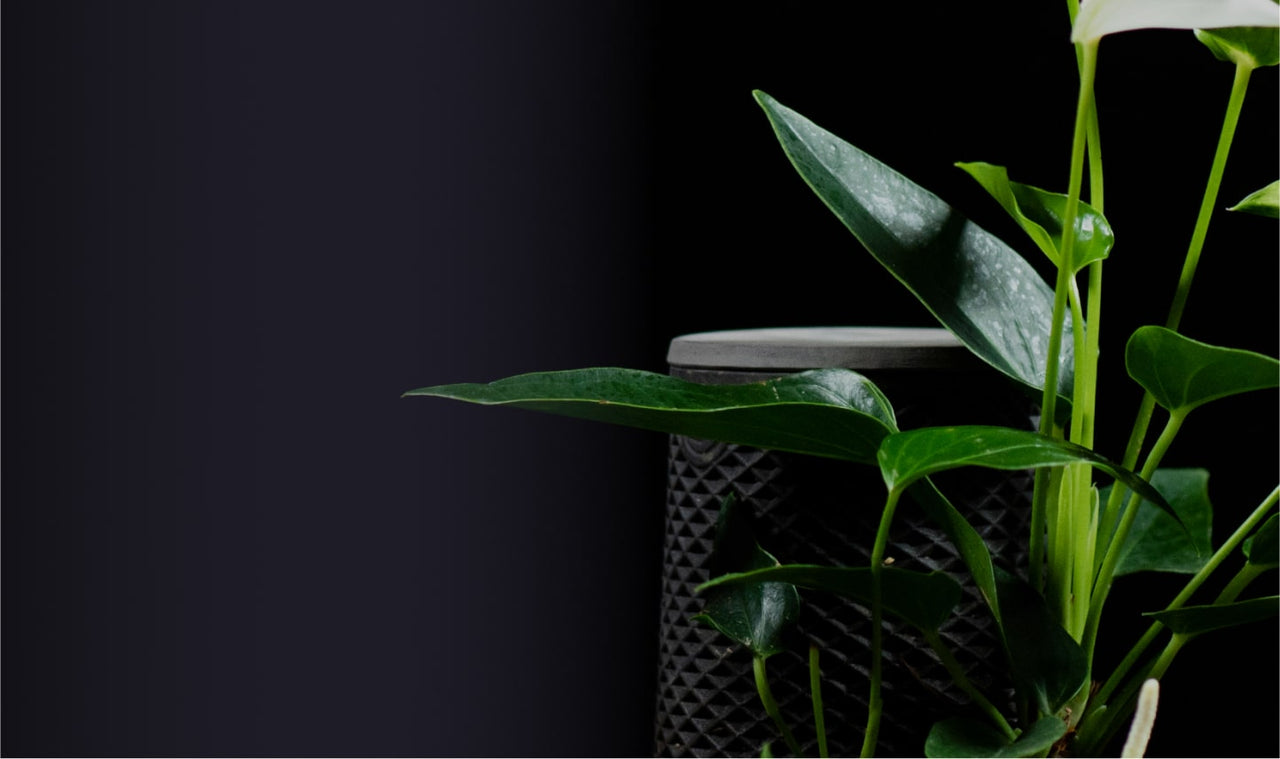 Products – tevaplanter