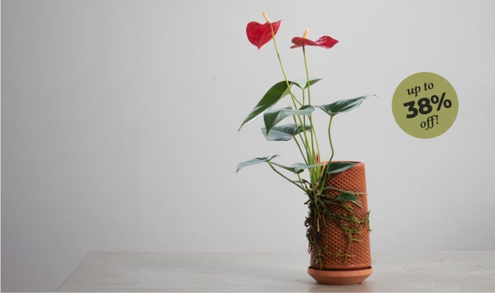 tevaplanter - visibly follow the journey from seed to plant