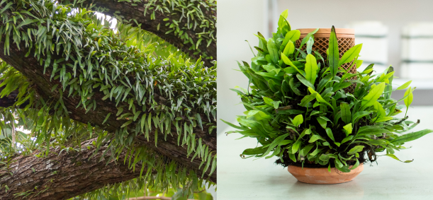 tevaplanter - visibly follow the journey from seed to plant