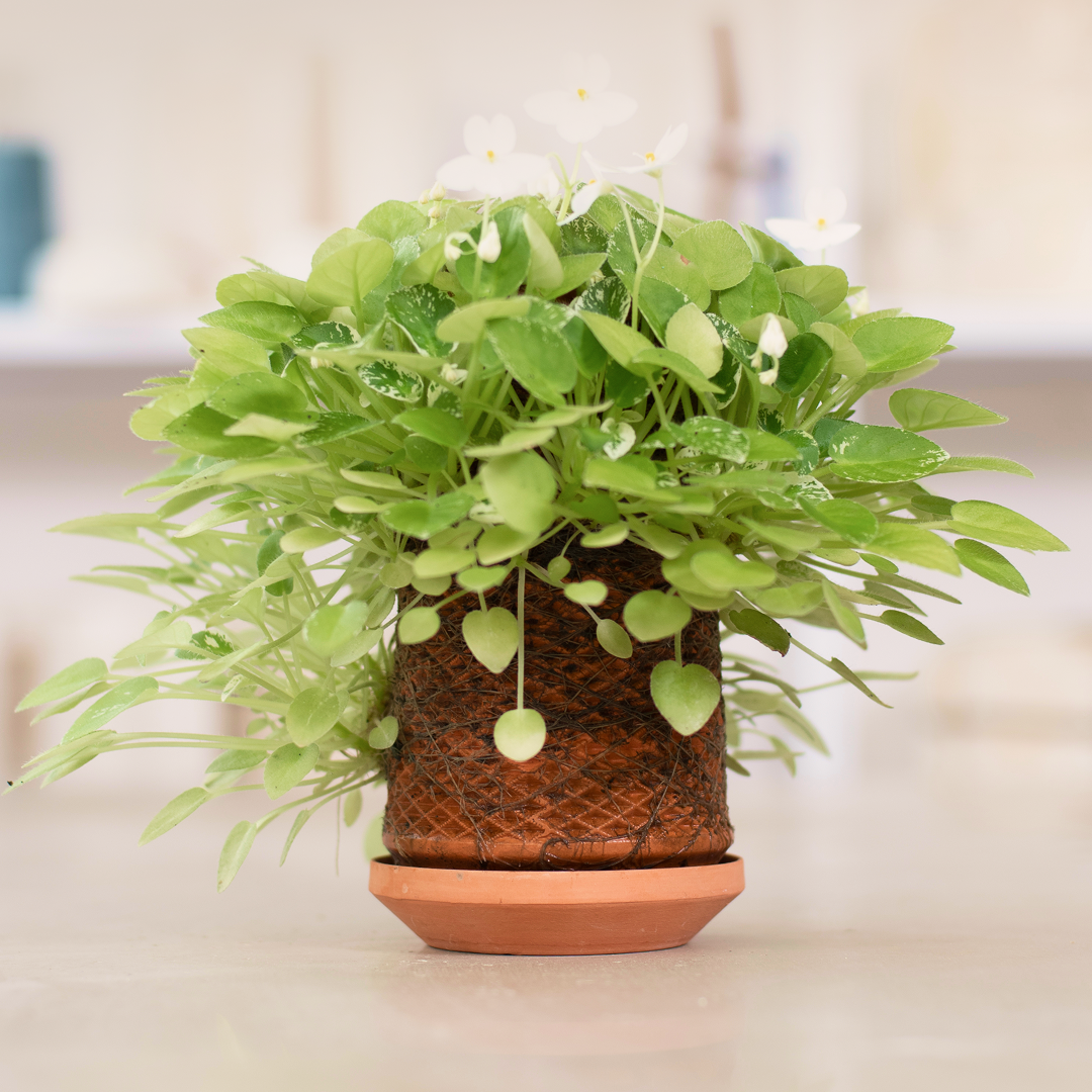 tevaplanter - visibly follow the journey from seed to plant