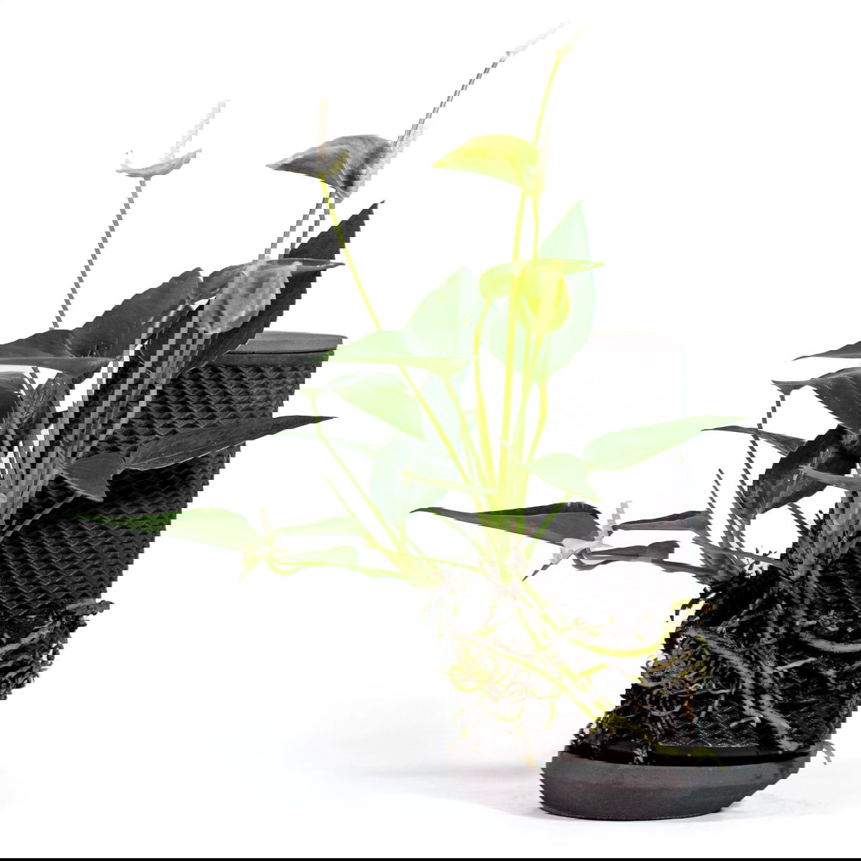 tevaplanter - visibly follow the journey from seed to plant