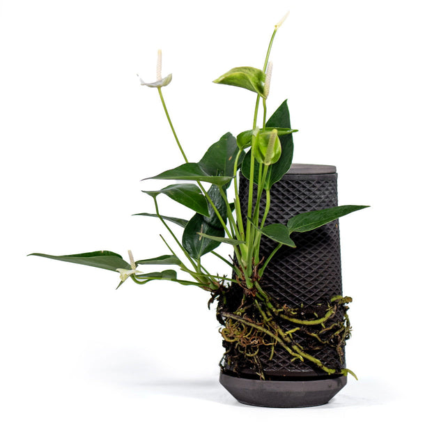 tevaplanter - visibly follow the journey from seed to plant