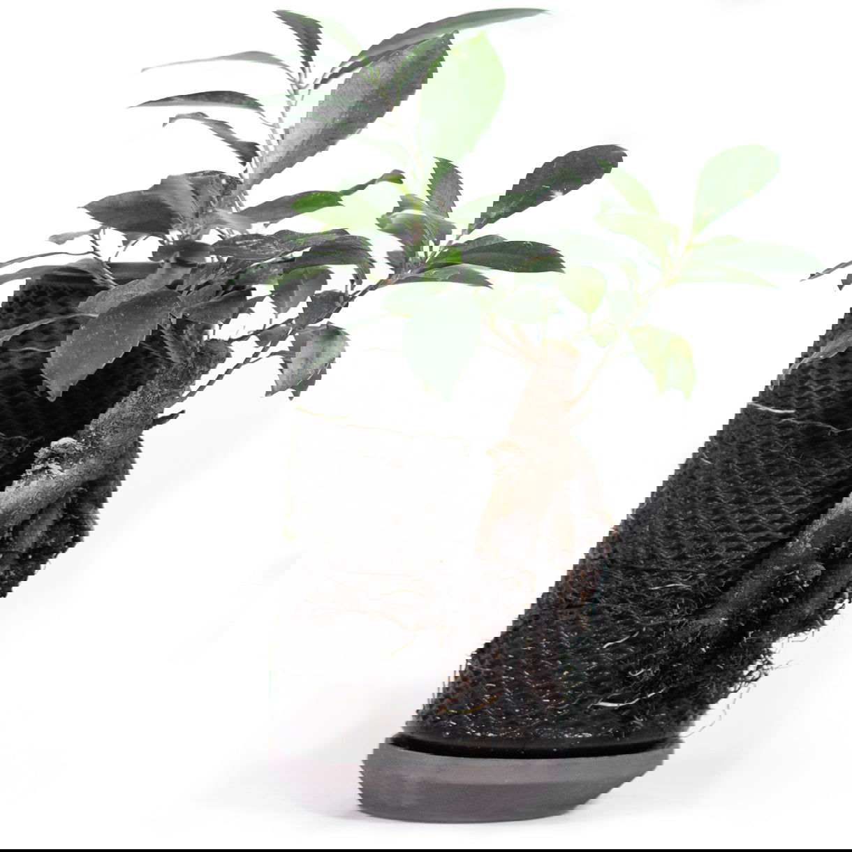 tevaplanter - visibly follow the journey from seed to plant