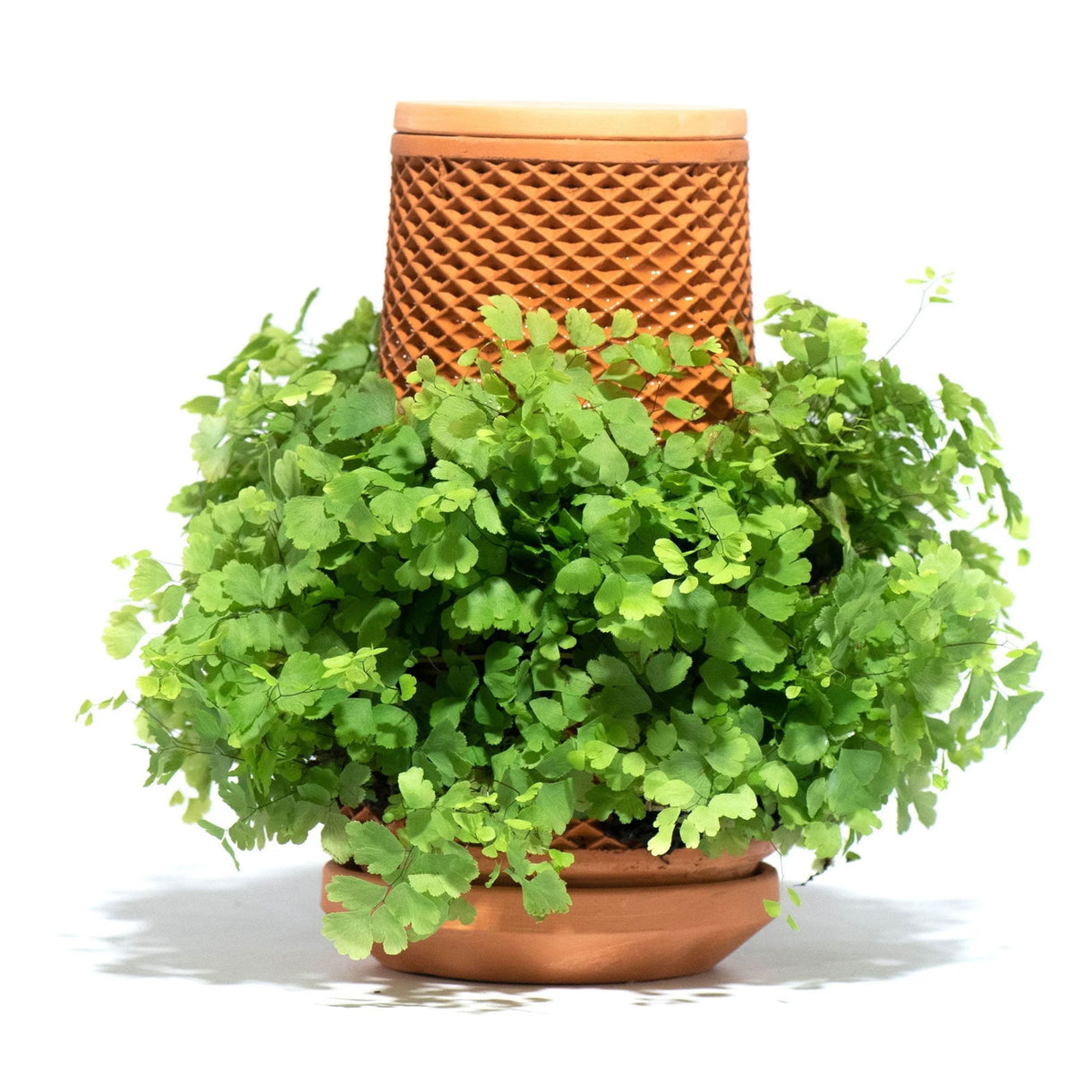 tevaplanter - visibly follow the journey from seed to plant