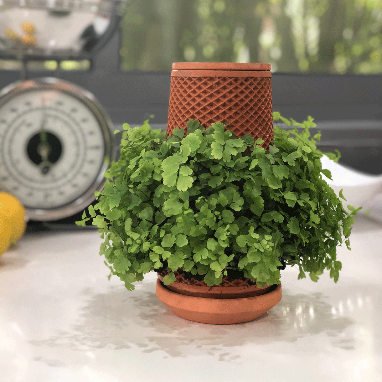 tevaplanter - visibly follow the journey from seed to plant