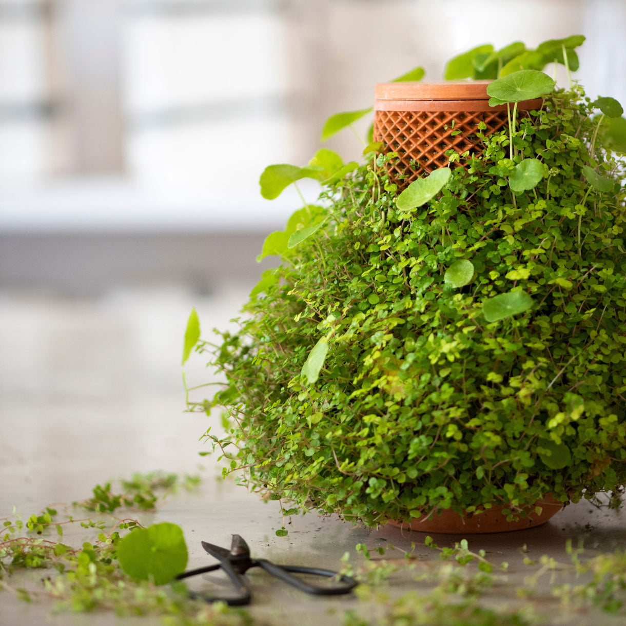 tevaplanter - visibly follow the journey from seed to plant